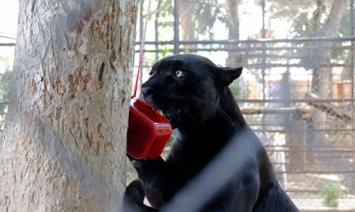 Paletas heladas de frutas, carne, insectos y hasta de hojas de ramón ...